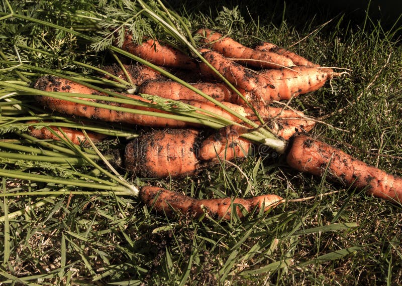 Fresh Harvested Carrots on the Ground Stock Photo - Image of harvesting ...
