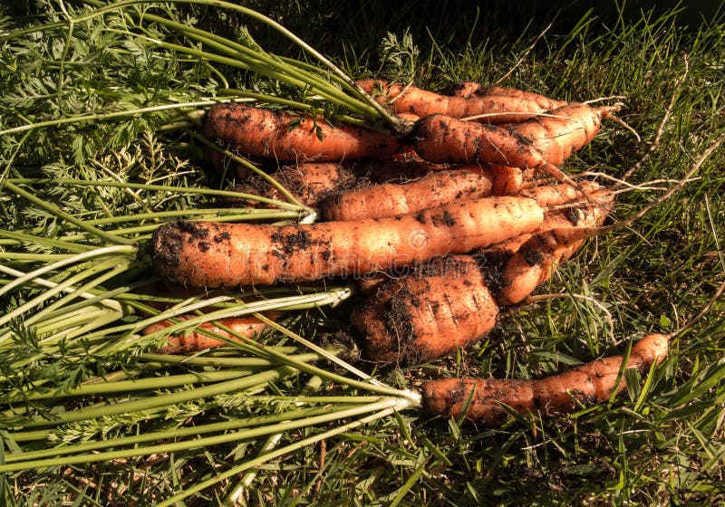 Fresh Harvested Carrots on the Ground Stock Image - Image of gardening ...