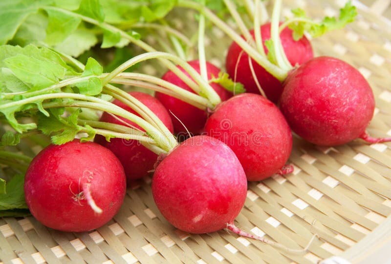 Fresh harvested red radish stock photo. Image of object - 13523854