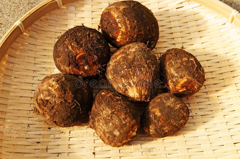 Fresh Harvested, Satoimo Taro. Stock Image - Image of fresh, food ...