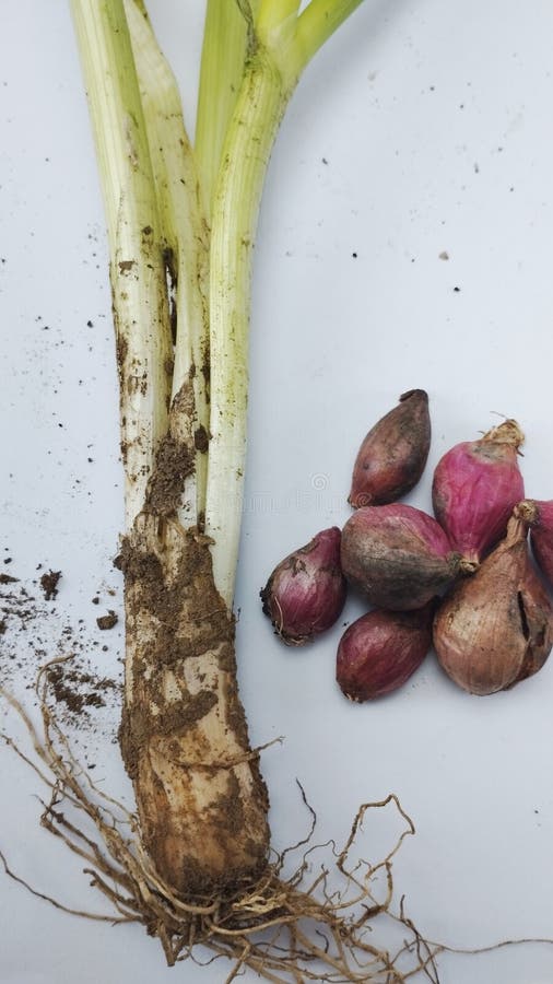 Fresh Harvested Shallots on White Background Stock Image - Image of ...