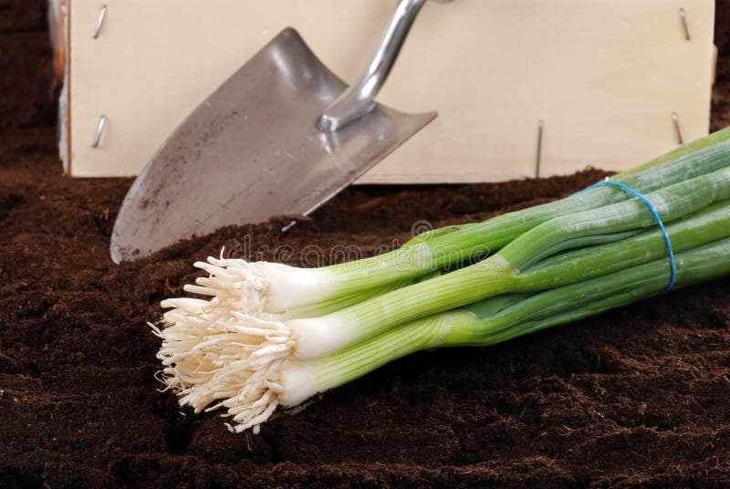 Fresh Harvested Spring Onions Stock Photo - Image of dirty, herb: 20486392