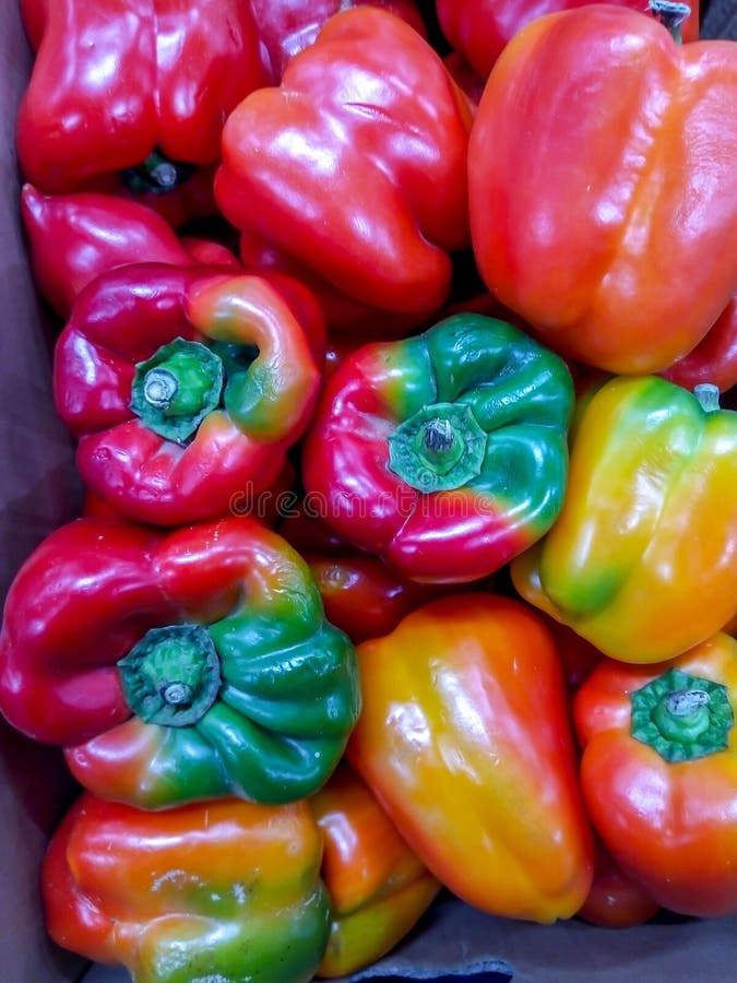 Fresh Harvested Sweet Peppers Different Varieties Vegetable Stock Photo ...