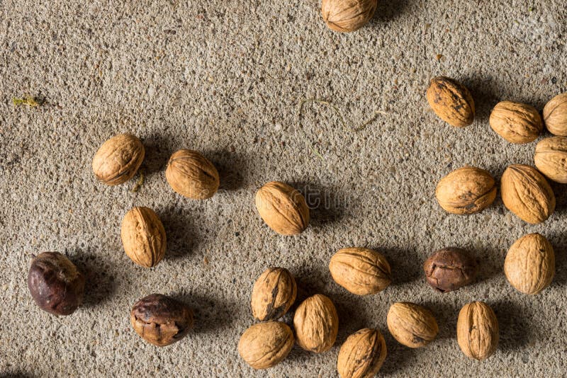 Harvested Wallnuts Stock Photos - Free & Royalty-Free Stock Photos from ...