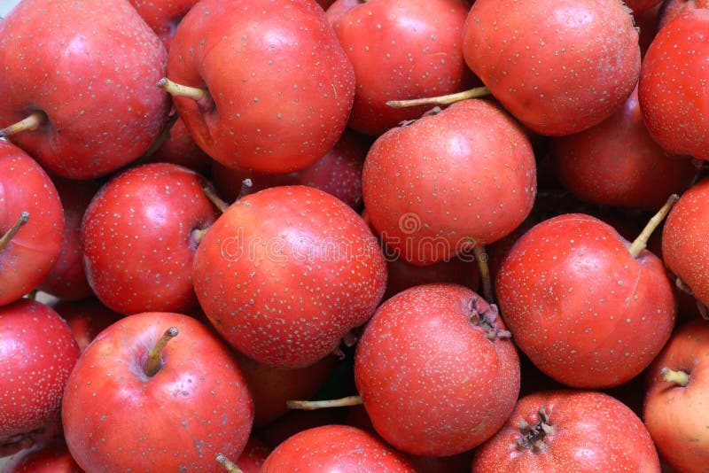 Haws stock image. Image of fresh, whitethorns, hawthorns - 27328255