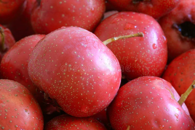 Fresh haws stock image. Image of background, closeup - 16348799