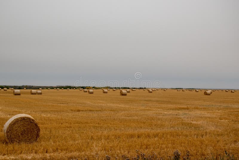 Fresh Hay Newly Baled Still in the Field Stock Image - Image of valley ...