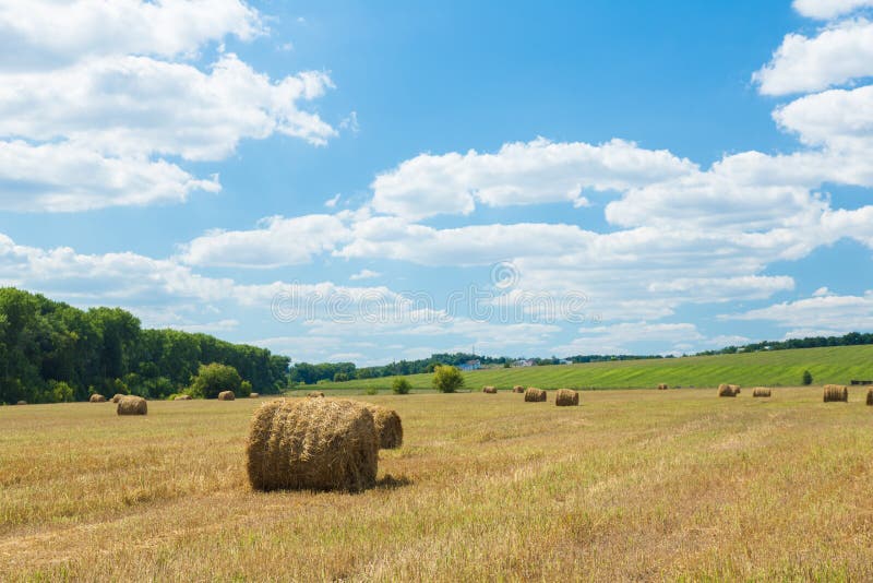 Fresh hay rolls in a field stock image. Image of land - 40749155