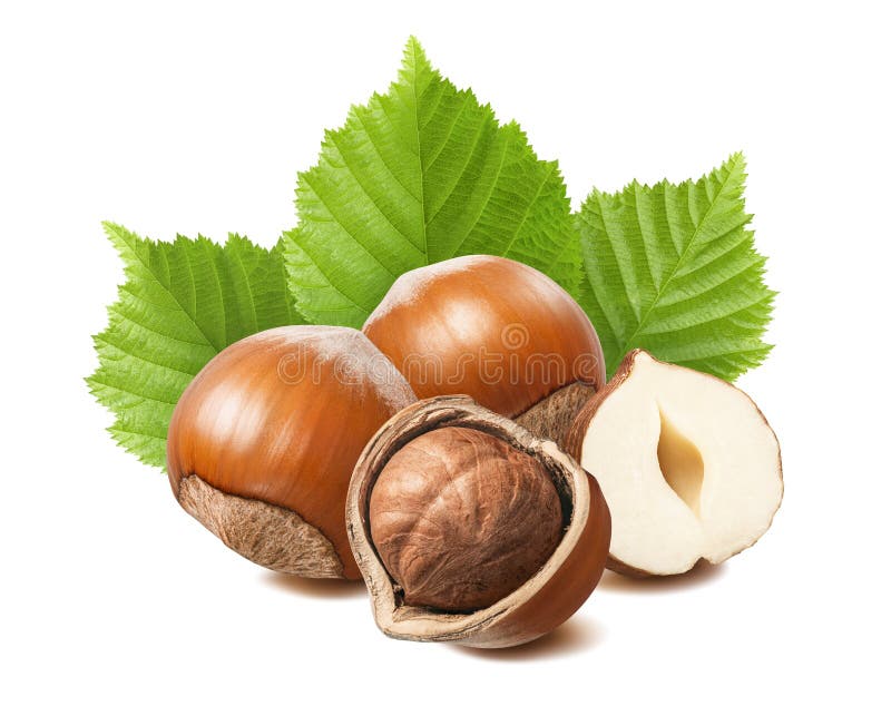 Fresh Hazelnut Group with Leaves Isolated on White Background Stock ...
