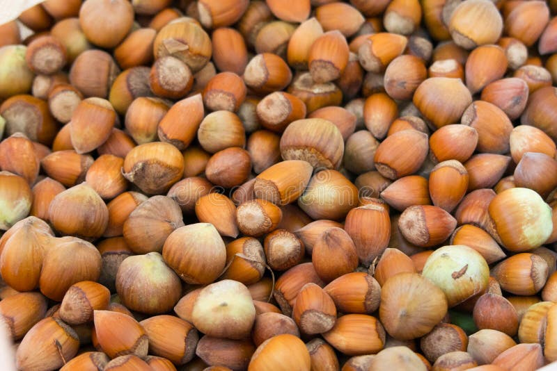 Fresh Hazelnuts in Bag stock photo. Image of close, nutshell - 65984582