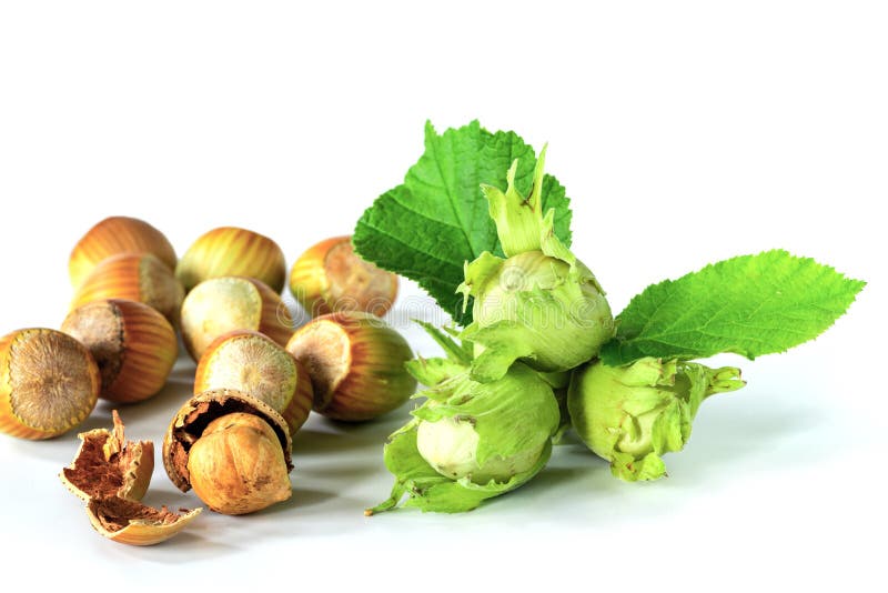 Fresh Hazelnuts Cobnuts with Green Leaves Stock Photo - Image of ...