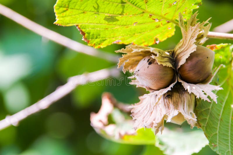 Fresh hazelnuts on tree stock photo. Image of summer - 39243798