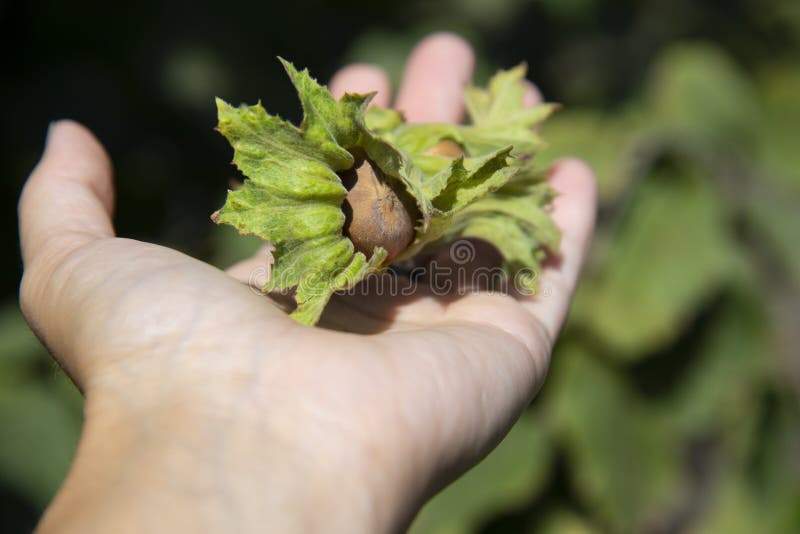 Hazelnuts on woman`s hand stock image. Image of food - 152618965