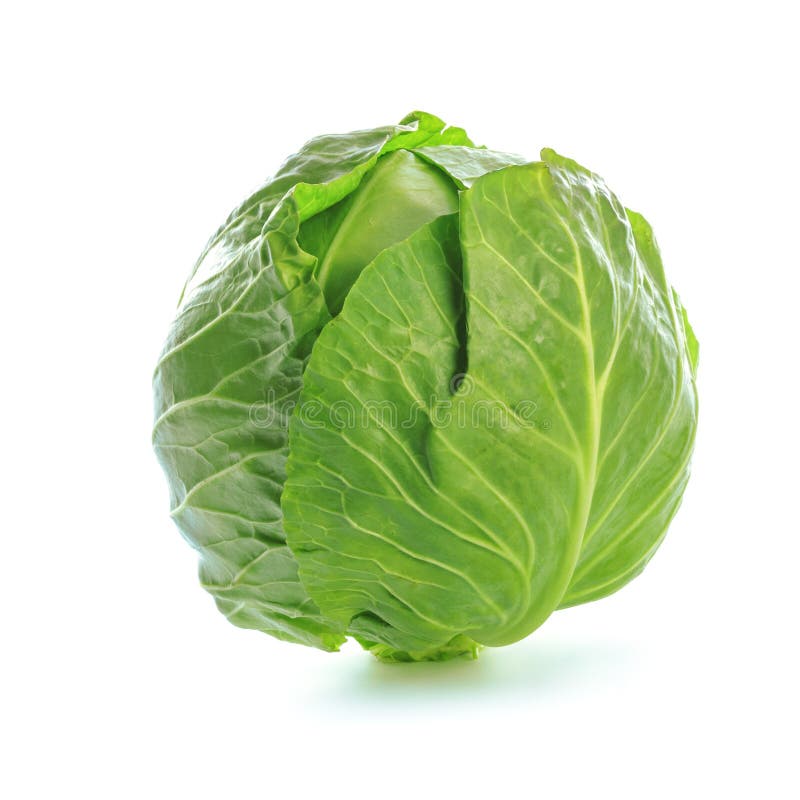 Single Cabbage or Headed Cabbage Leafy Green Annual Vegetable Crop ...