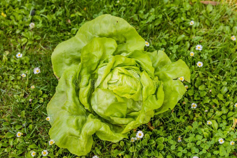 Fresh Head of Lettuce on a Gra Stock Image - Image of single, green ...