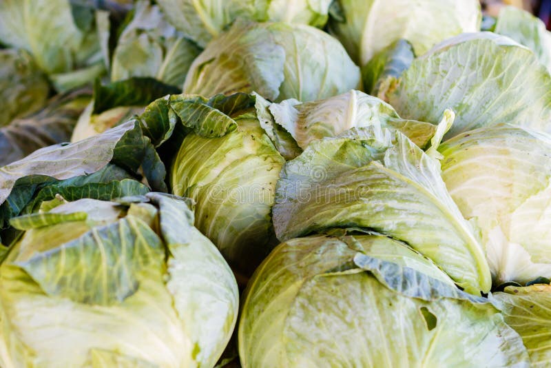 Cabbage stock image. Image of southeastern, farming - 102423161