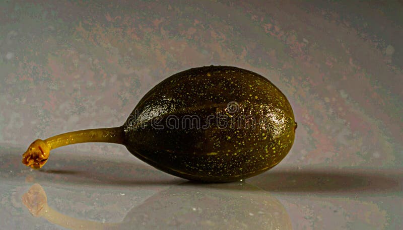 Fresh Healthy Caper Berry Isolated Stock Illustration - Illustration of ...