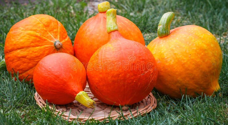 Fresh, Healthy, Clean Pumpkin on the Grass Stock Photo - Image of ...