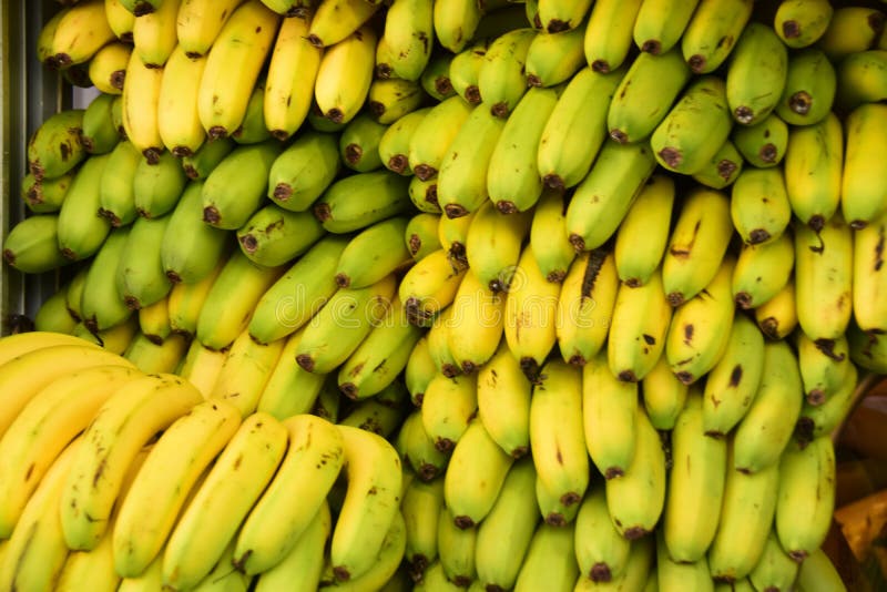 Pile of fresh bananas stock photo. Image of produce - 127014788