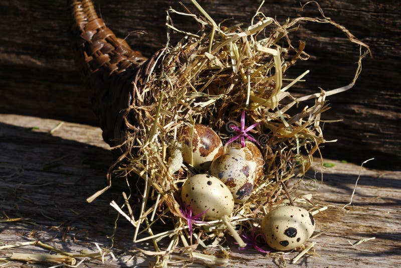 Fresh, Healthy Quail Eggs in the Cornucopia. Stock Photo - Image of ...