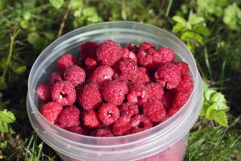 Fresh Healthy Raspberries from Local Garden Stock Photo - Image of ...