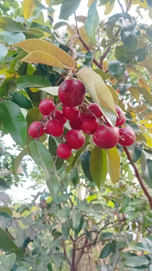 Fresh and Healthy Red Longan Fruit Stock Photo - Image of fruit, fresh ...