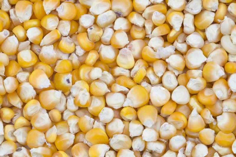 Sweet Corn Seed stock photo. Image of lentils, freshness - 105603834