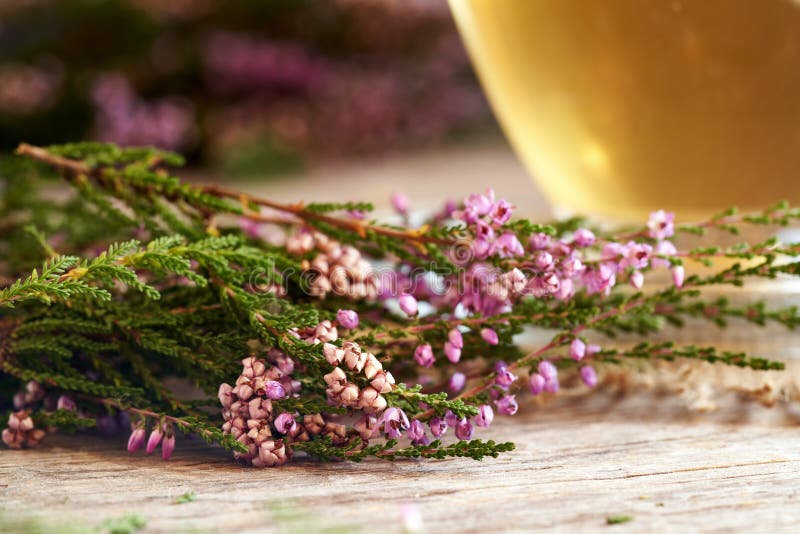Fresh Heather Flowers with a Cup of Herbal Tea Stock Image - Image of ...