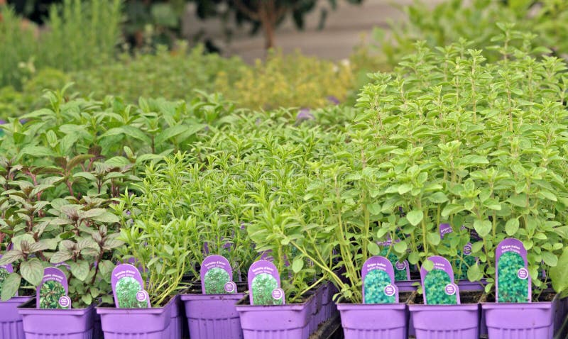 Fresh herb in pot. stock image. Image of lemon, sage, chives - 5210925