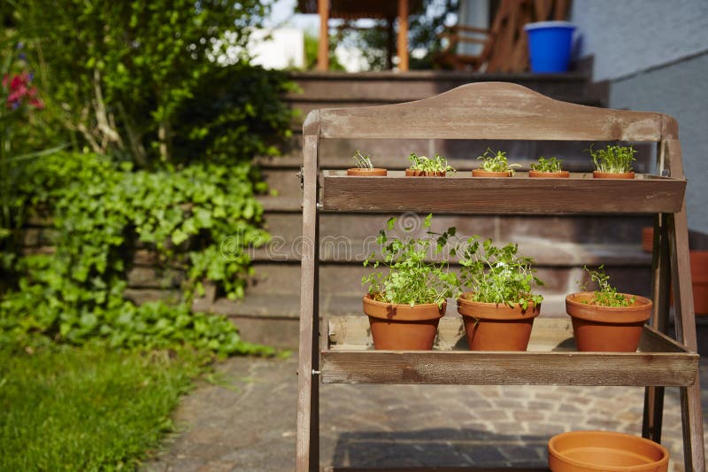 Fresh herbage in pots stock photo. Image of fresh, culinary - 54772802