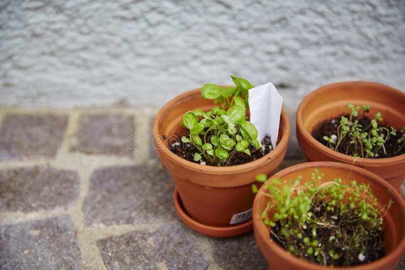 Fresh herbage in pots stock photo. Image of plant, mint - 54772970