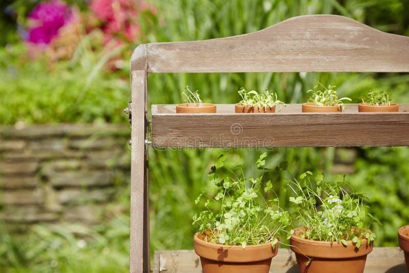 Fresh herbage in pots stock photo. Image of healthy, basil - 54772974