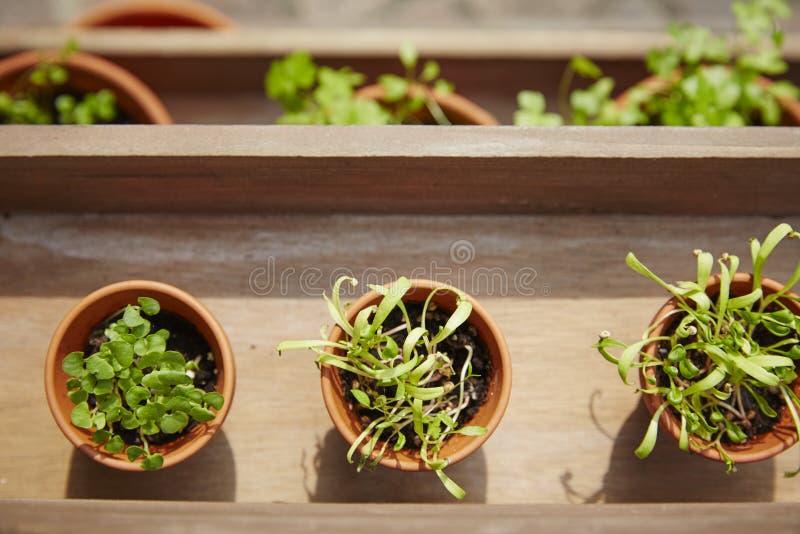 Fresh herbage in pots stock image. Image of mint, flower - 54773043