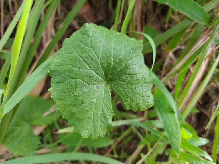 Fresh Herbal Leaf for Herbal Medicine Stock Photo - Image of herbal ...