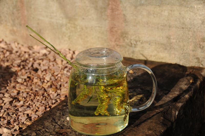 Fresh herbal tea stock photo. Image of nature, drinks - 20414026
