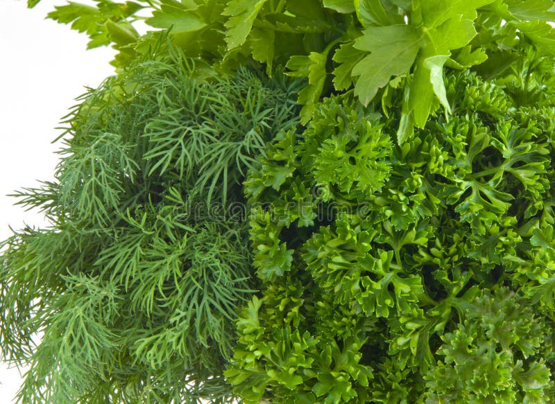 Fresh herbs stock image. Image of health, medicine, healthy - 15031567