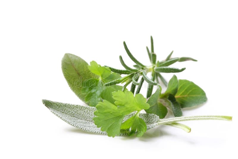 Mixed fresh herbs stock photo. Image of leaves, still - 28059462