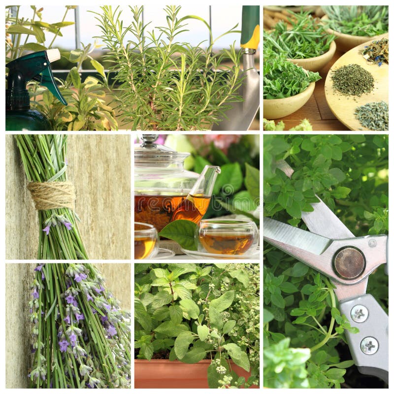 Fresh Herbs on Balcony Garden Stock Image - Image of lavender, collage ...