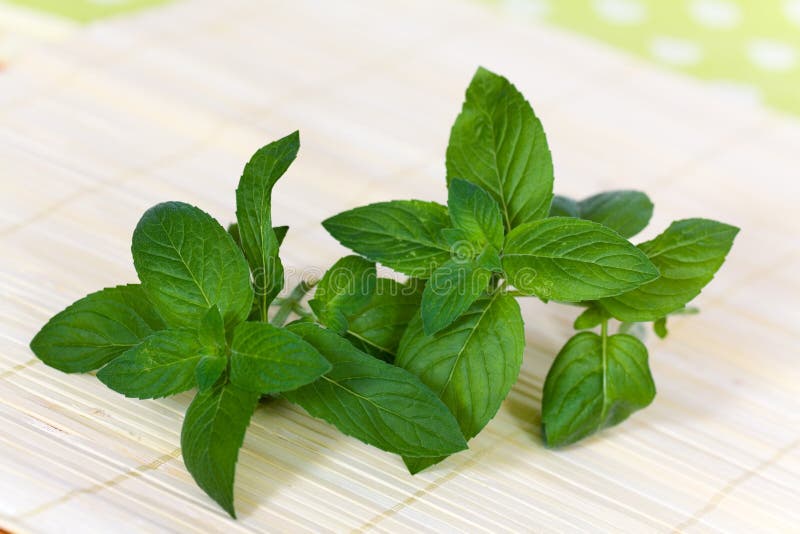 Fresh green mint stock photo. Image of mint, freshness - 27089474