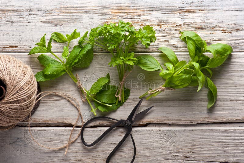 Fresh herbs stock photo. Image of natural, herbal, basil - 61484634