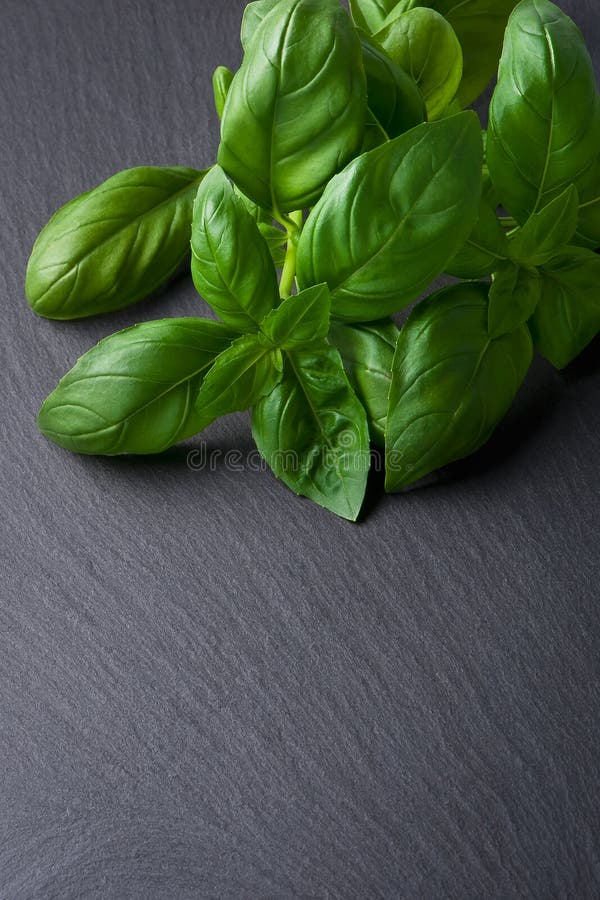 Fresh herbs stock photo. Image of food, aromatic, green - 61484728