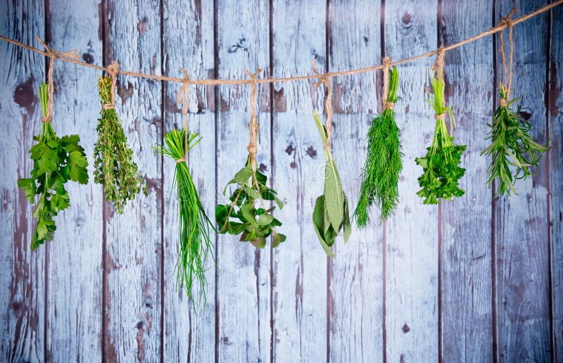 Fresh herbs stock image. Image of isolated, parsley, coriander - 30281433