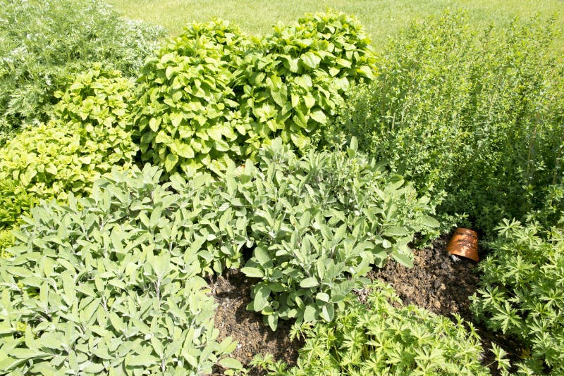 Fresh herbs stock photo. Image of herb, florence, fennel - 40557988