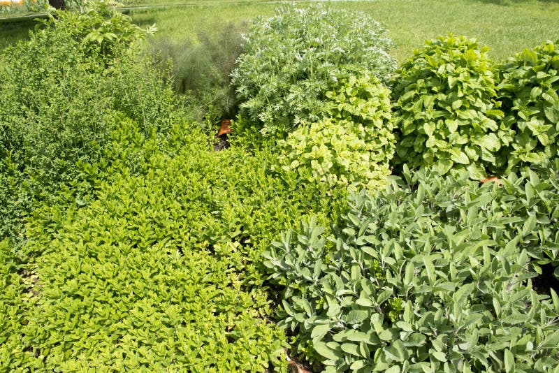 Fresh herbs stock image. Image of rural, lovage, sage - 40558171