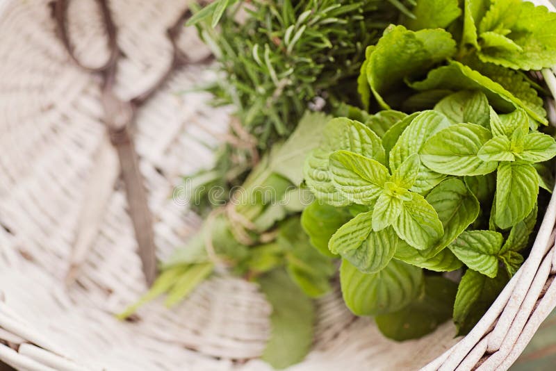 Mixed fresh herbs stock image. Image of group, leaves - 14544467