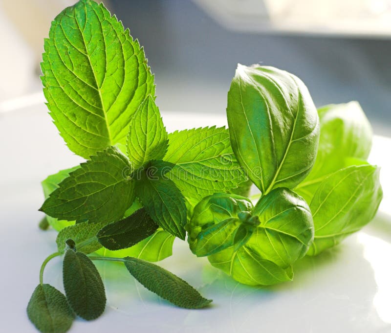 Fresh herbs mix stock photo. Image of sage, alternative - 977980