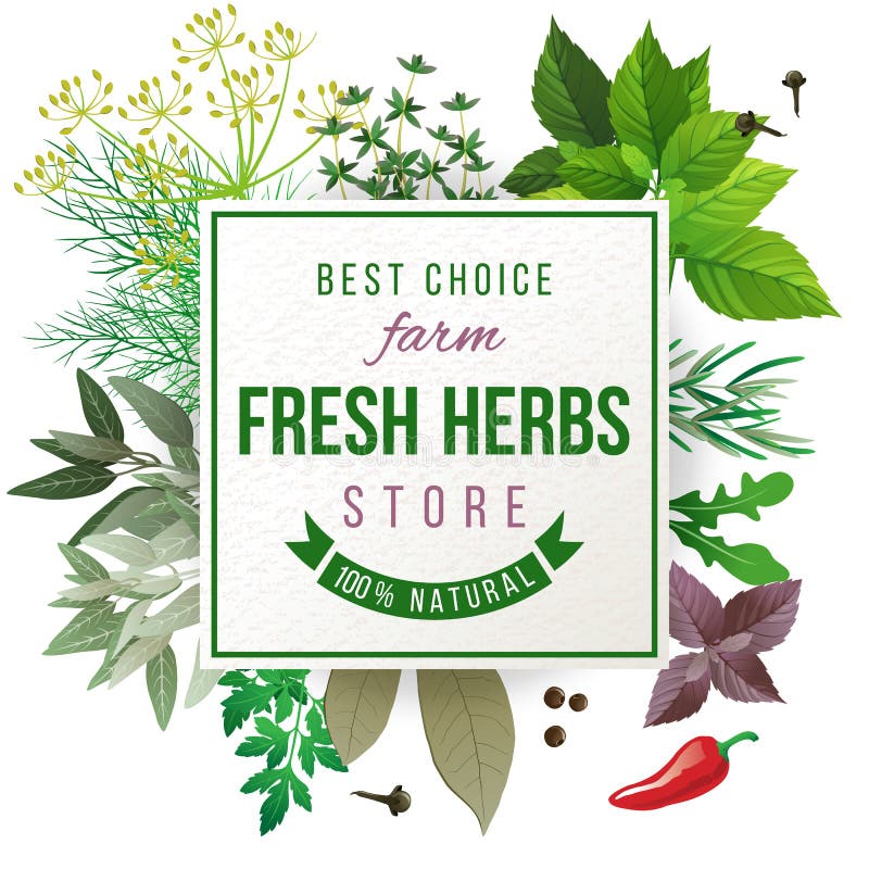 Fresh herbs stock vector. Illustration of ingredient - 37436794