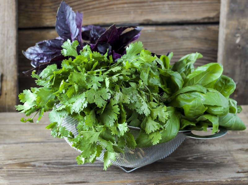 Fresh Herbs in a Strainer, Cilantro, Red and Green Basil Stock Photo ...