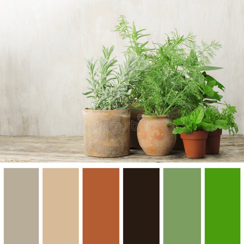 Fresh Herbs in Terra Cotta Pots Stock Image - Image of ingredient ...