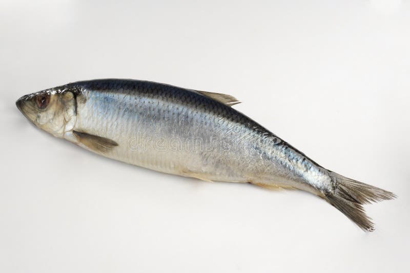 Albacore Tuna Thunnus Alalunga Fish Isolated Stock Photo - Image of ...